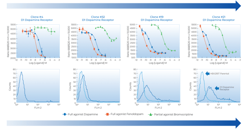 Multispan GPCR Stable Cell Line Generation for Cell-Based Assay
