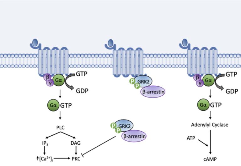 Multispan, Inc | Scientific Insight: Multiscreen GTPγS Functional Assays