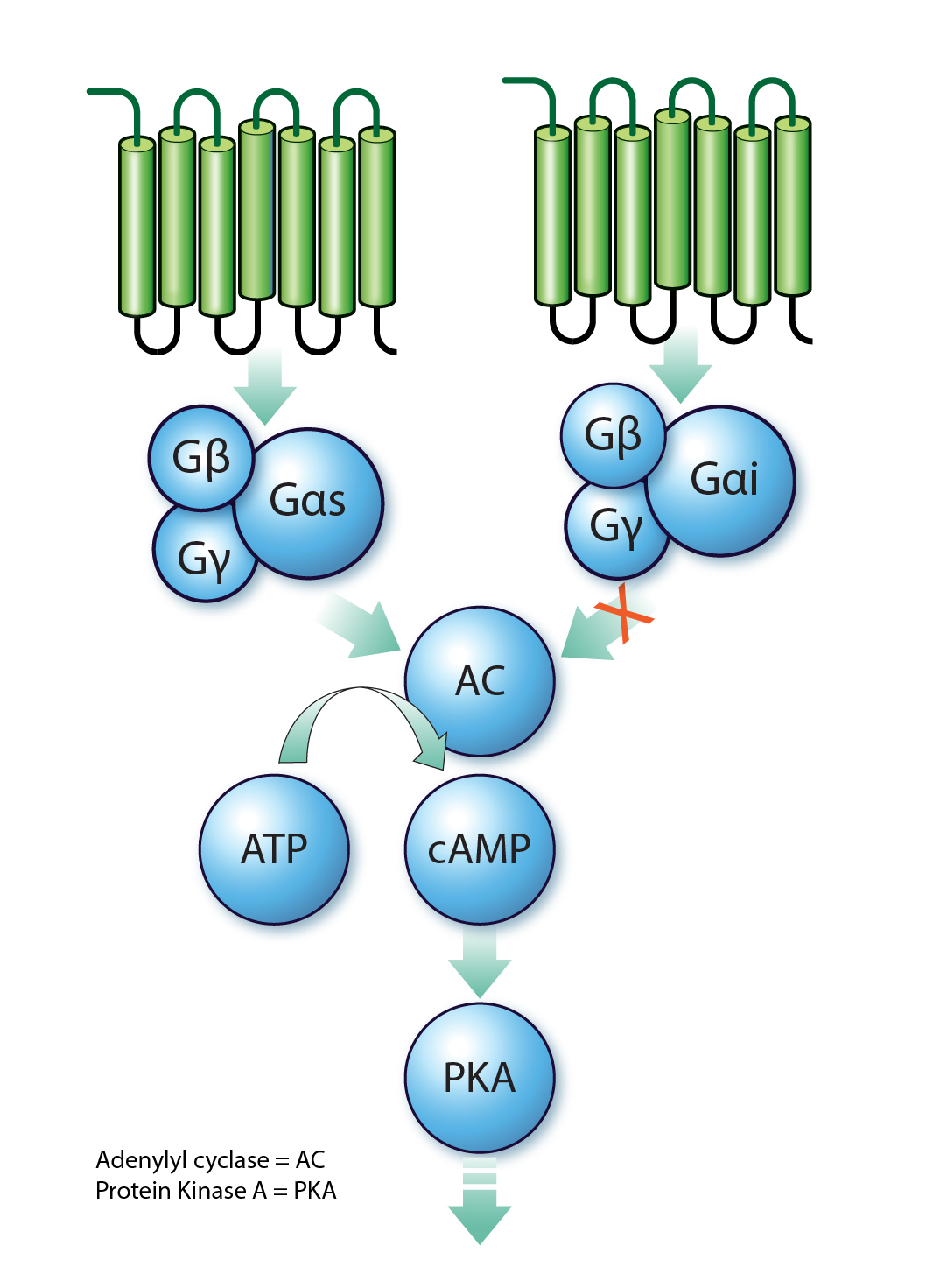 The Role of Cyclic AMP in Cellular Signaling for Drug Discovery ...