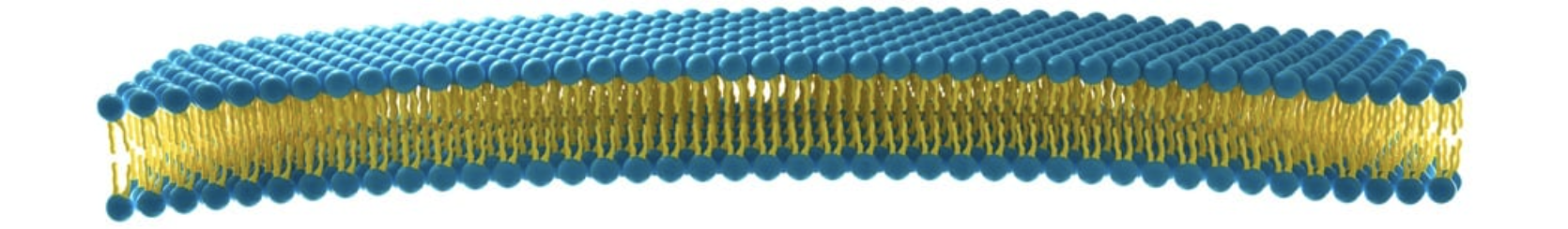 GPCR Membrane Ligand Binding Assay Development
